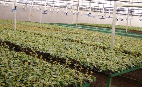 Indian grower Soex Flora ready to supply the world with rose cuttings
