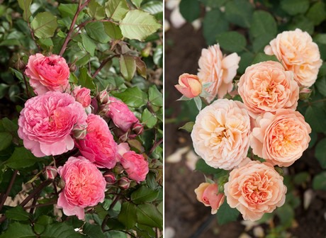 New garden rose breeder launches first varieties
