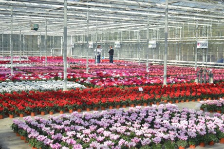 Morel expands collections with new pot sizes