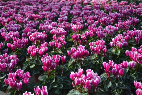 Morel expands collections with new pot sizes