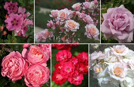 'Kordes' garden roses favoured in many regions of the world'