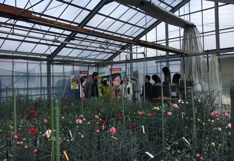 Photo's cut flower carnation open house Selecta Japan