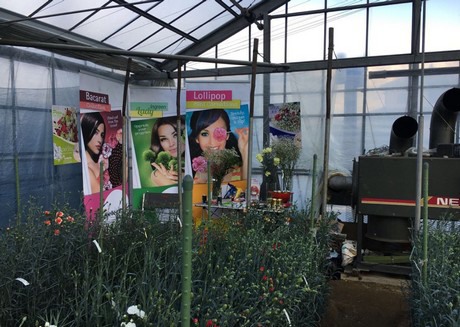 Photo's cut flower carnation open house Selecta Japan