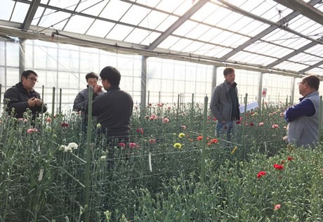 Photo's cut flower carnation open house Selecta Japan