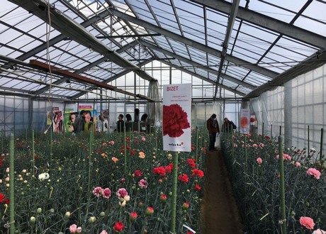 Photo's cut flower carnation open house Selecta Japan