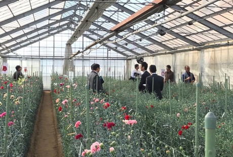 Photo's cut flower carnation open house Selecta Japan