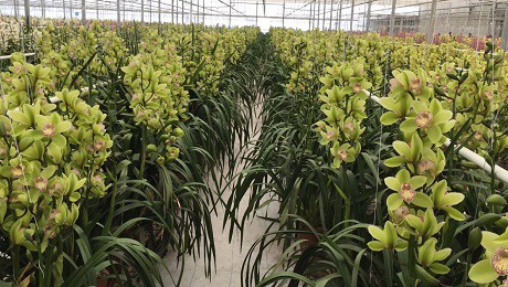 Guatemala: Holland Orchids to become year round cymbidium grower