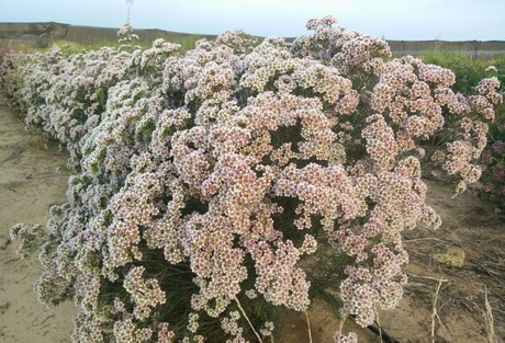 Jupiter: New voluminous and terminal flowering wax flower