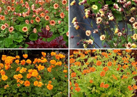 Geum combines long bloom with attractive foliage