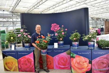 "A carefree shrub with rosy blooms"