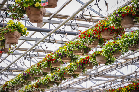 Fully automated hanging basket system improves production efficiency