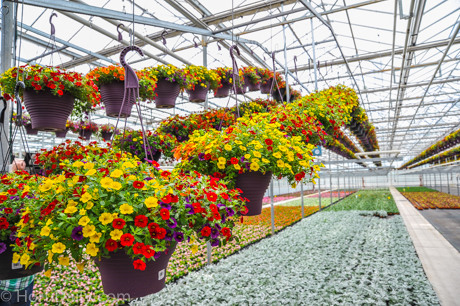 Fully automated hanging basket system improves production efficiency
