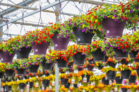 Fully automated hanging basket system improves production efficiency