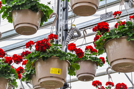 Fully automated hanging basket system improves production efficiency