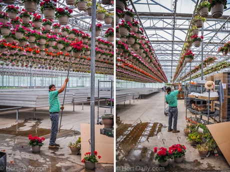 Fully automated hanging basket system improves production efficiency